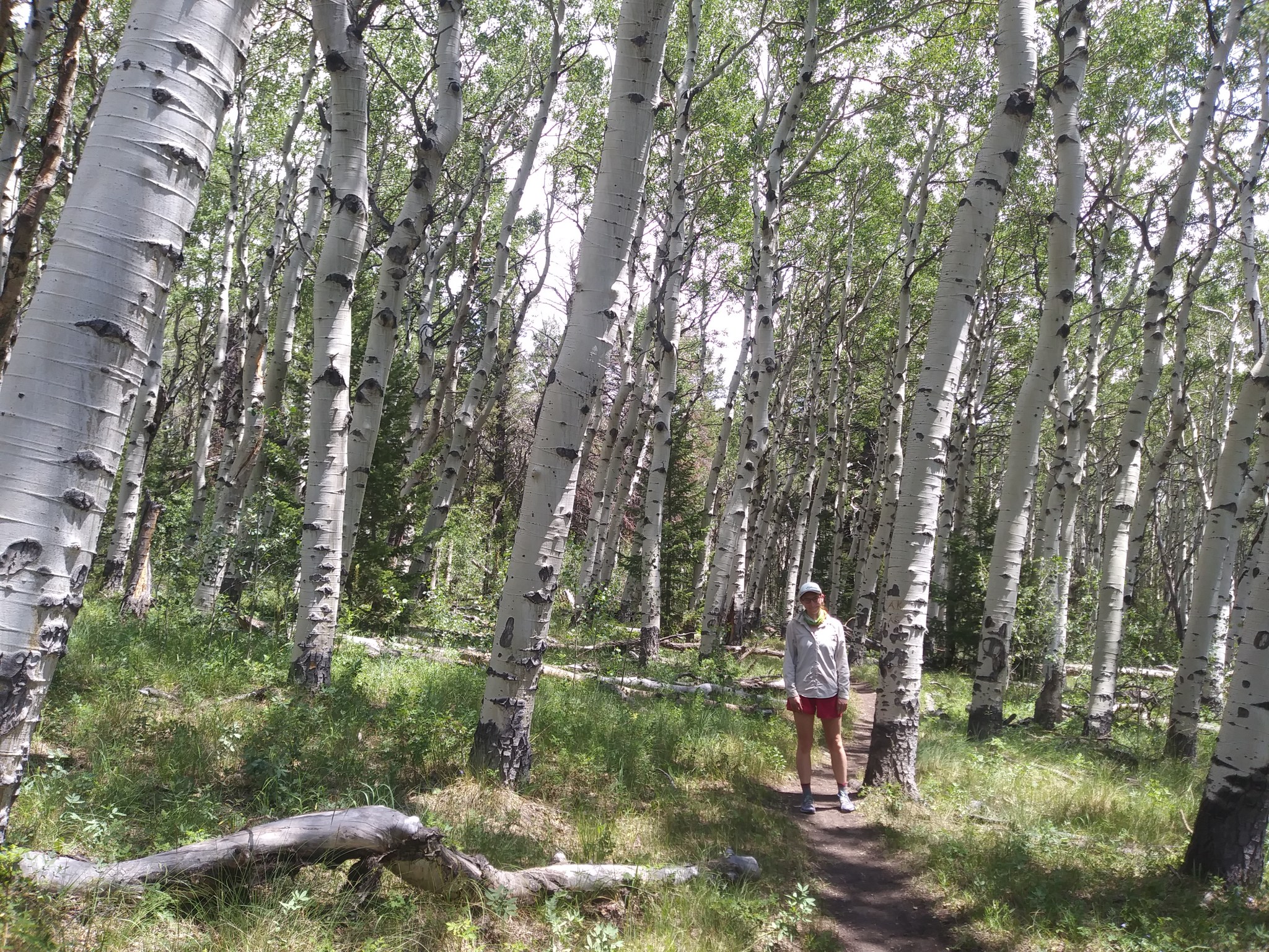 Ranking the Colorado Trail’s 33 Segments from Worst to Best ...